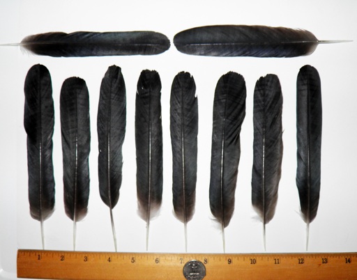 10 Black feathers Real raven feathers Black wing | Online Supermarket