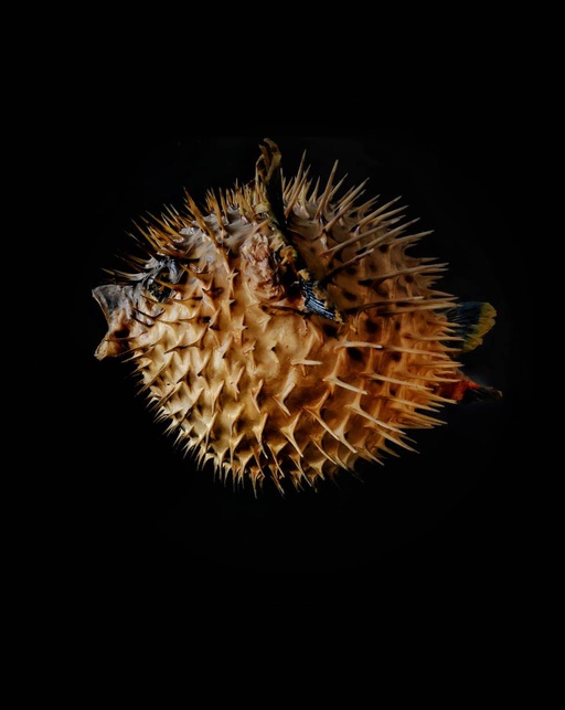 Real dried extra large puffer fish taxidermy huge | Online Supermarket