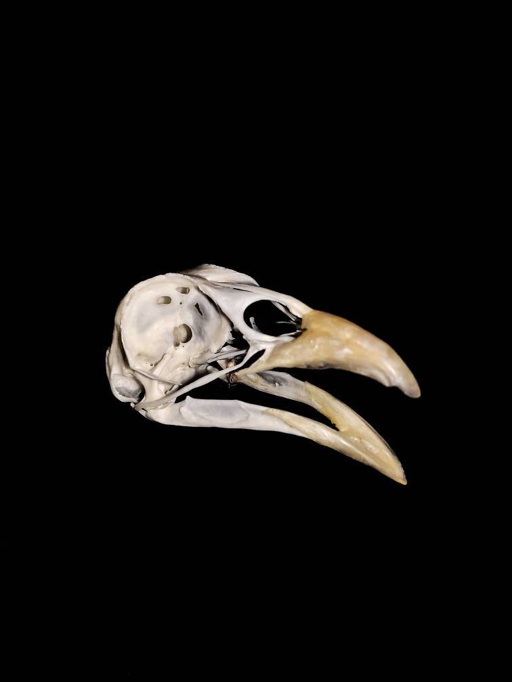 Real pheasant skull. Real bird skull. Taxidermy art. | Online Supermarket