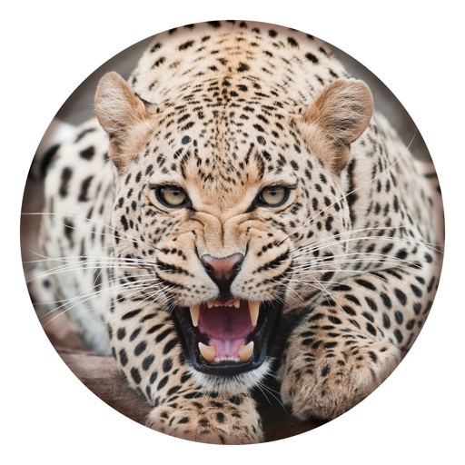 Cheetah circle sticker | Online Supermarket